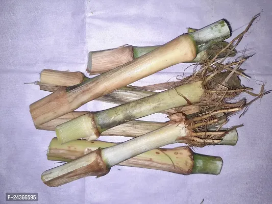 Buy Ngmagrocare Red Napier Grass Seeds Mp Chari Grass Multi Cut Grass For Goat Cow Pack